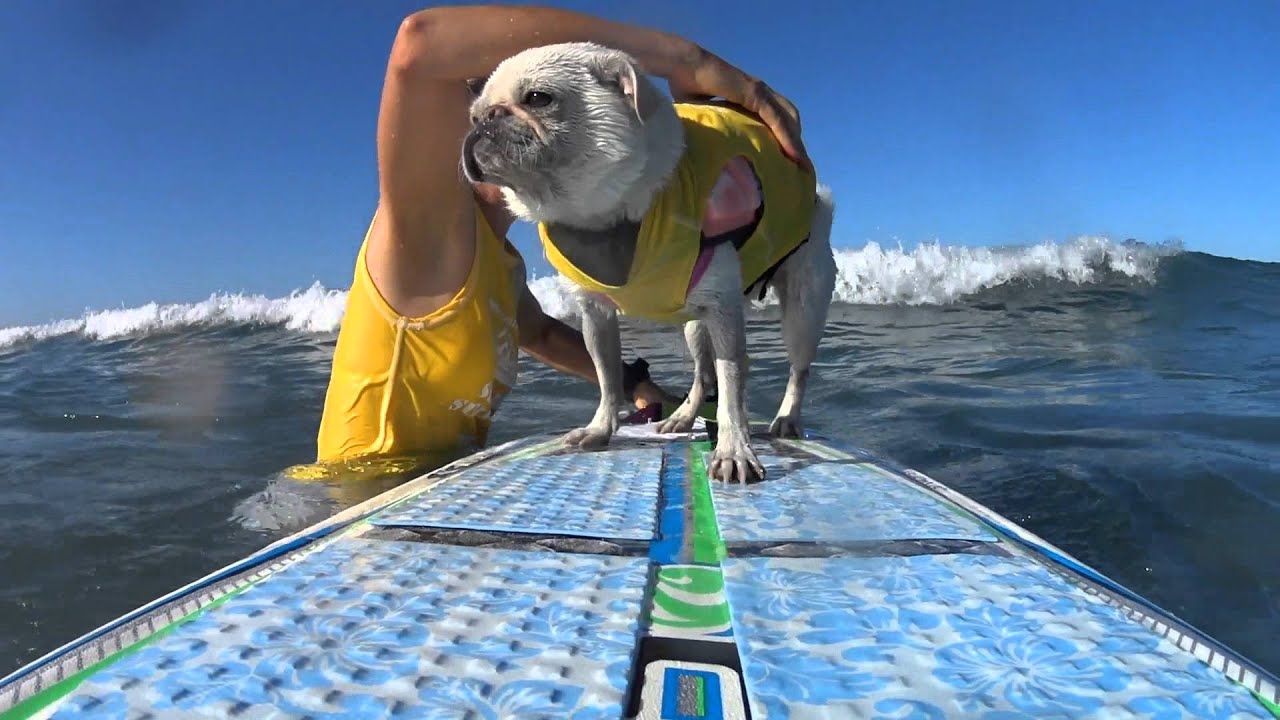 Surf Gidget The Pug Surfs Surf City Surf Dog Competition 2015 - YouTube