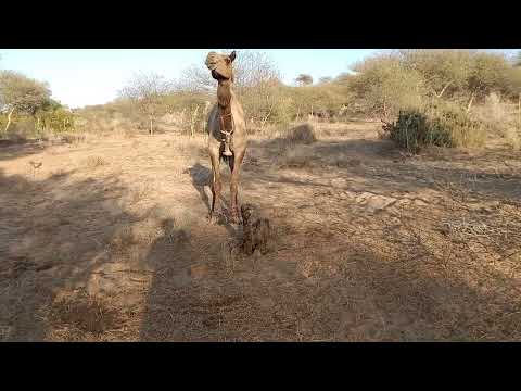The camels are trying to kill their baby ضرب الجمل الطفل Camel by Thar ...