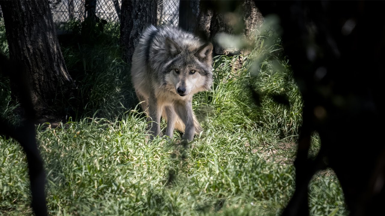 Wolf Center in Julian 'disperses' three Mexican Gray Wolves to Chicago ...