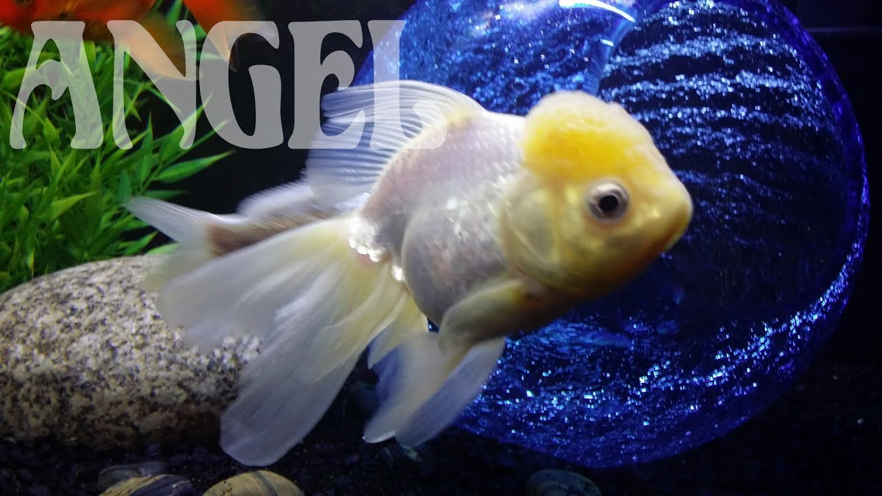 Jumbo Solid white Oranda - YouTube