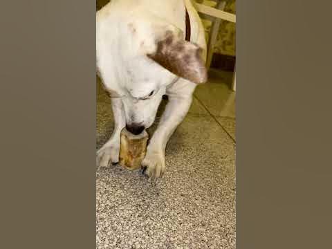 Кости для собак - YouTube