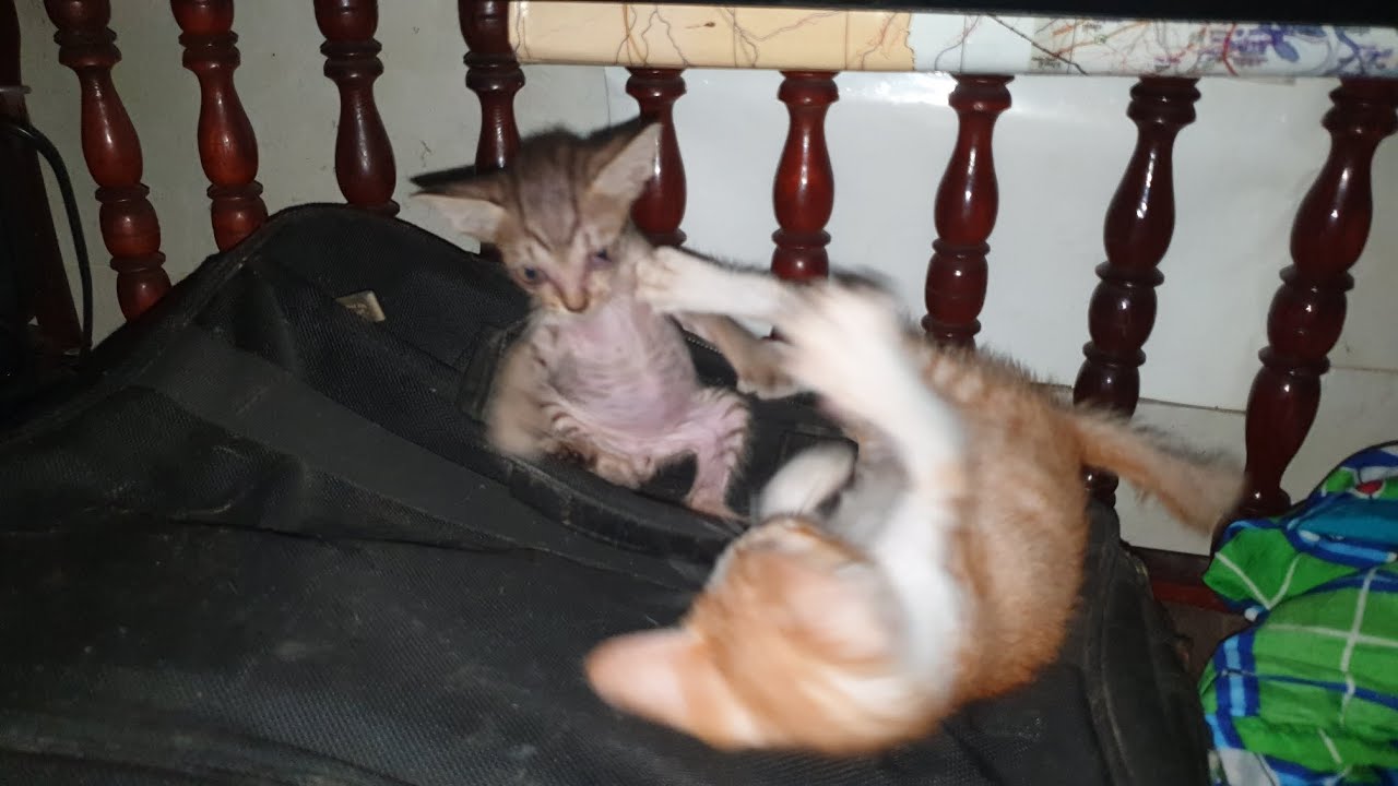 kittens play unrest while mom is sleeping #cat - YouTube