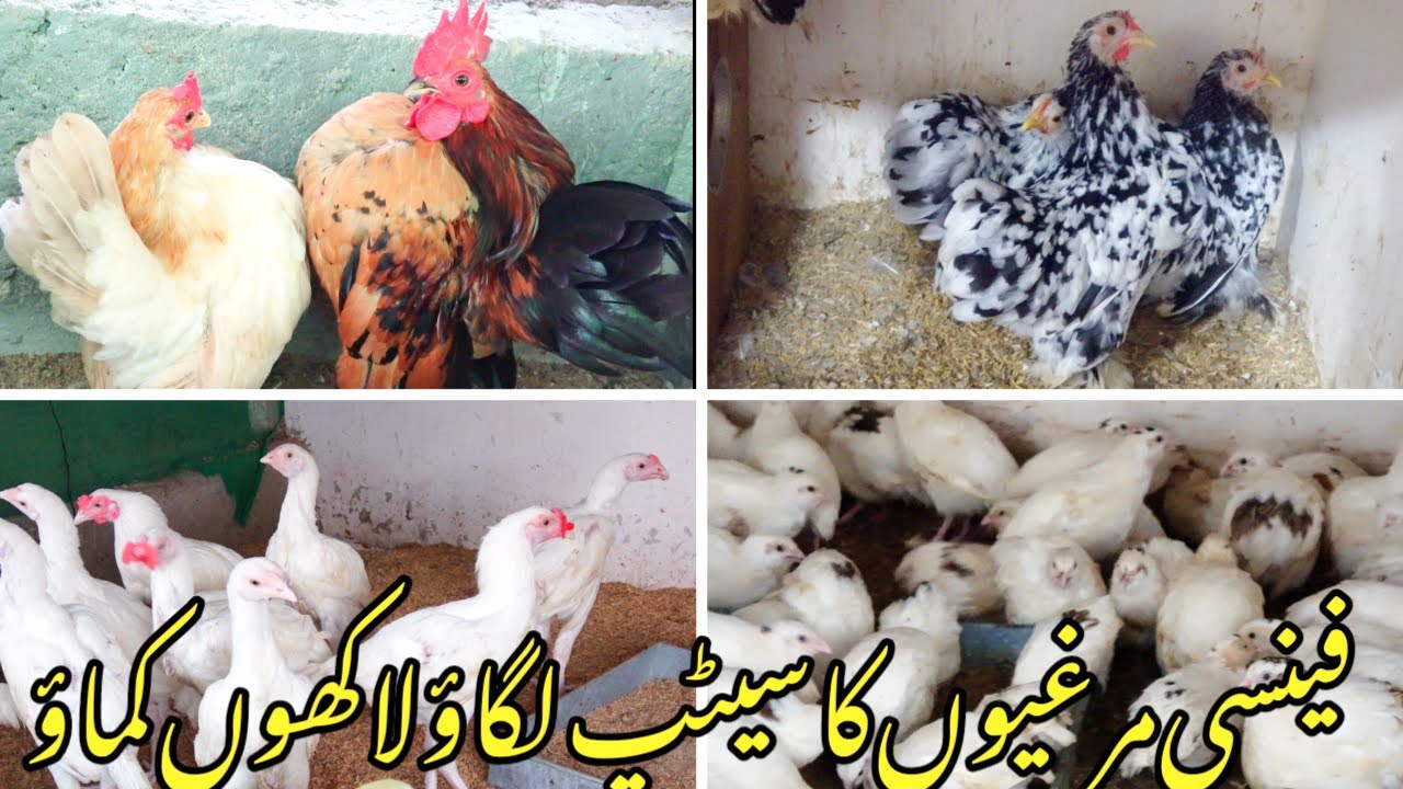 Fancy Chicken Ka Karachi Ka Sab Se Bara Setup Fancy Hens Me Har Variety ...