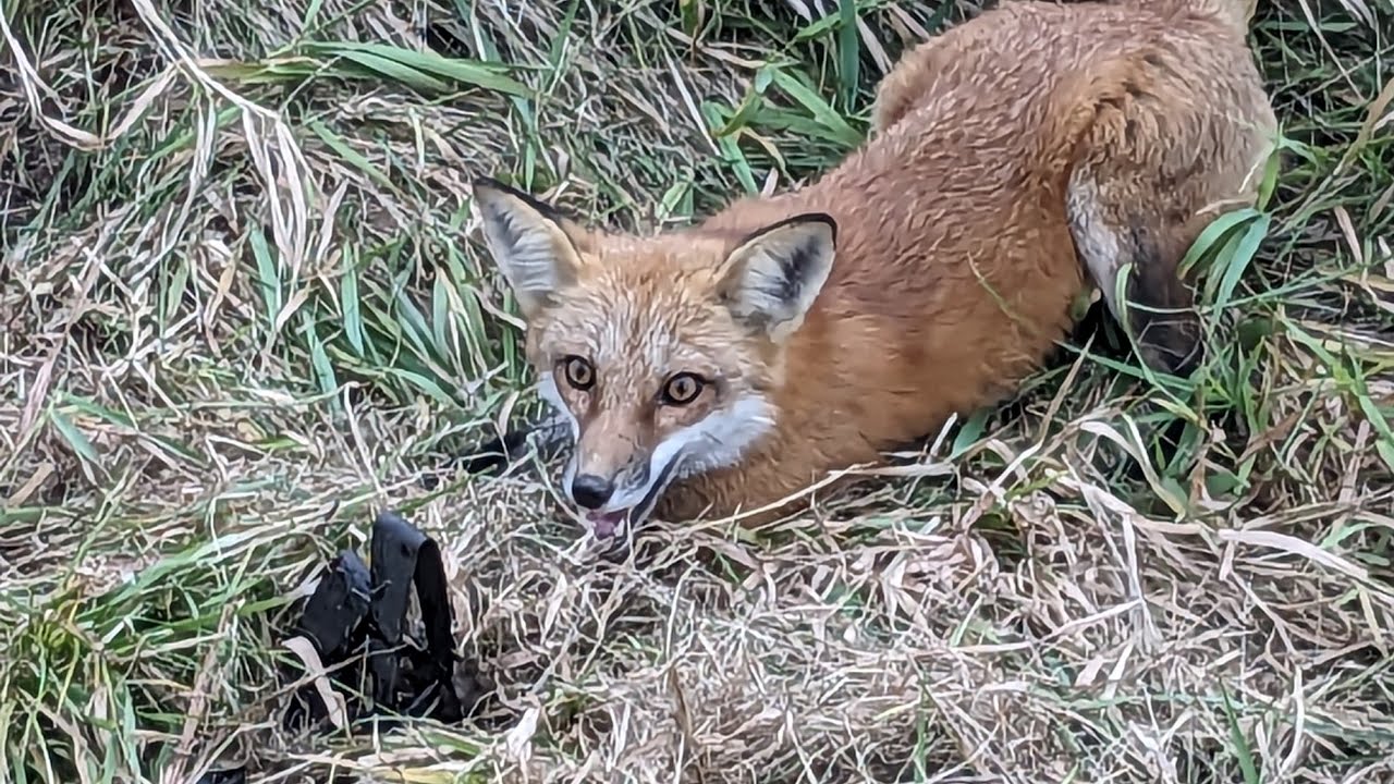 Skinning for more Profit: Red Fox feet #billingsleybrandlures #trapper ...