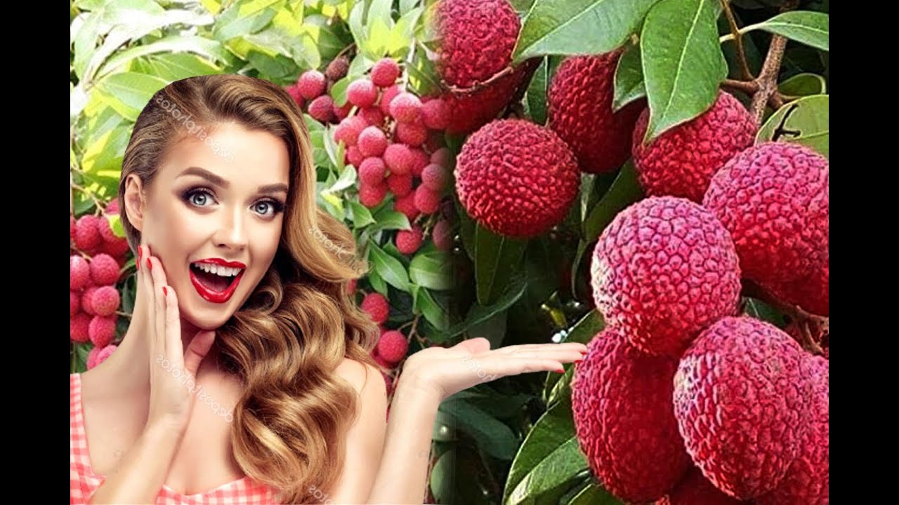 Litchi plant growing at home | Propagating Litchi Cutting using Banana ...