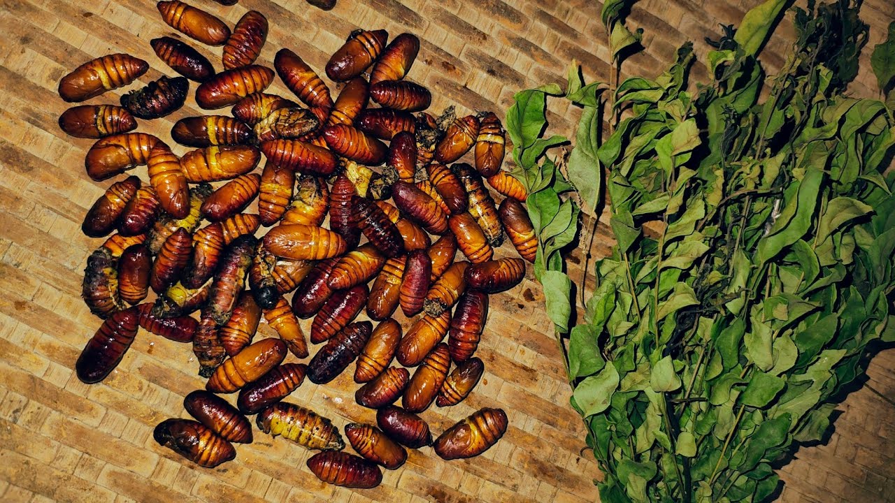 Silkworm Pupae with Bambooshoot water// Lotha Naga Recipe ...