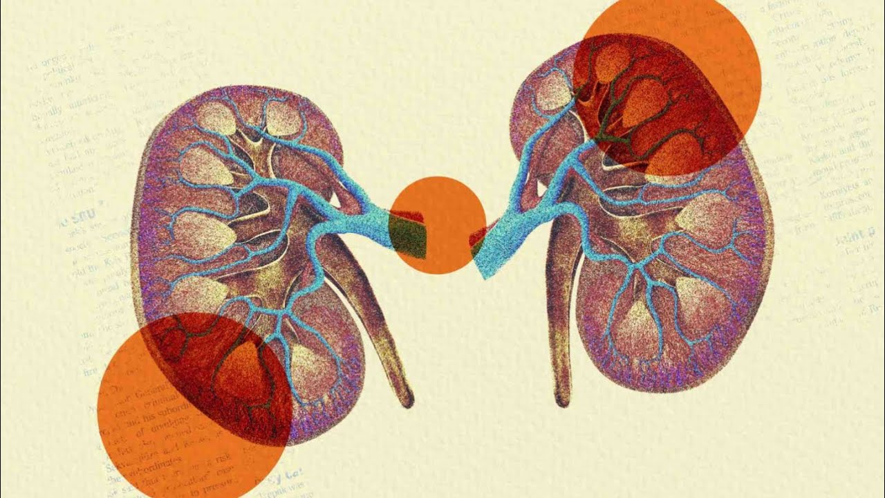 Renal lab part2 - YouTube