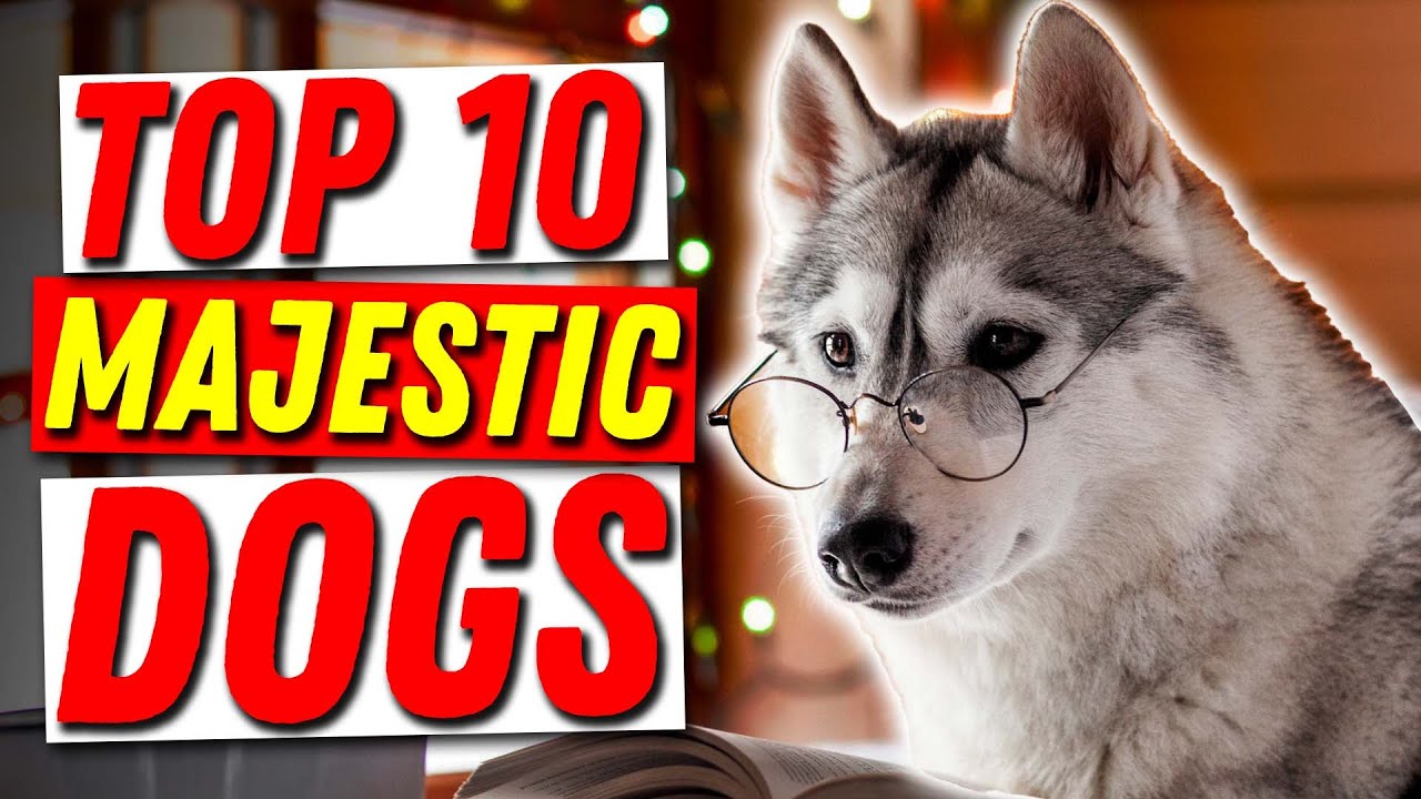 Top 10 Majestic Dog Breeds That Will Take Your Breath Away - YouTube