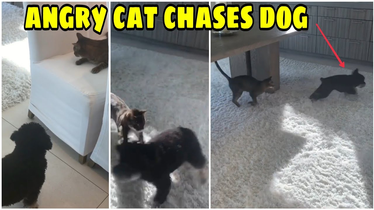 Angry Cat vs Dog 🔴 Funny Animals Compilation - 2020 - Pets Tab #6 - YouTube