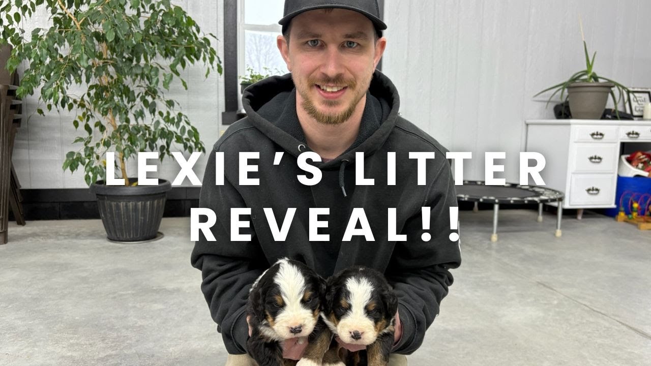 Lexie's Bernese Mountain Dog Puppies | Litter Reveal!! - YouTube