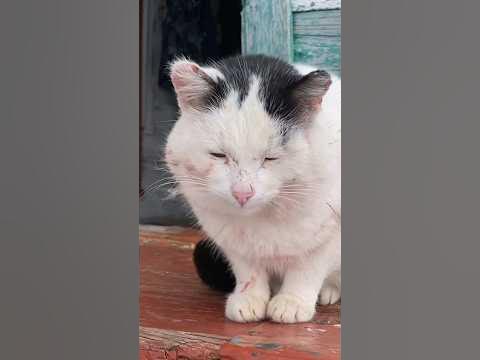 Кисёк подрался 😔 #cat #глухаякошка #кошки #бездомныйкот #котейка # ...