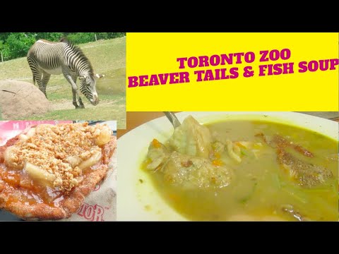 TORONTO ZOO SCENIC SAFARI, BEAVER TAILS, & FISH SOUP!!! - YouTube