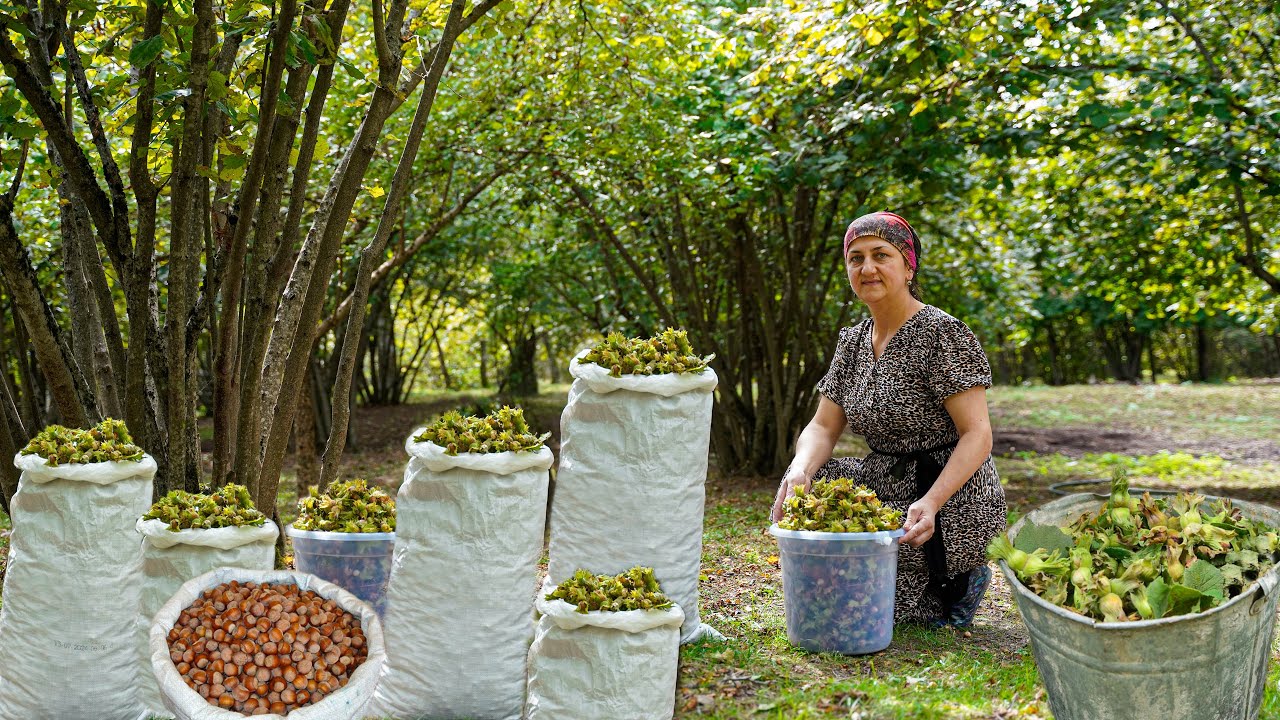 Hazelnut Harvest: Natural Hazelnut Harvest and How to Make Traditional ...