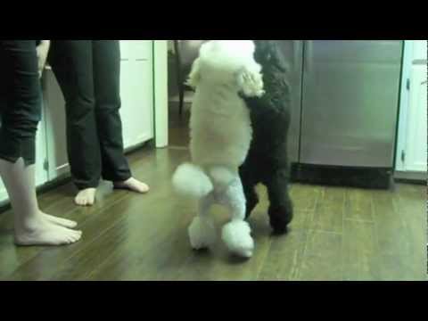 Dancing Poodles - YouTube