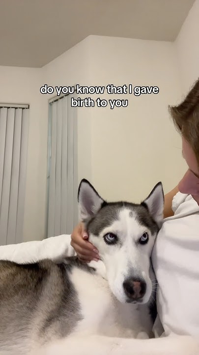 I don’t think she believes me .. #husky #dogshorts #dogmom #bff #husy - YouTube