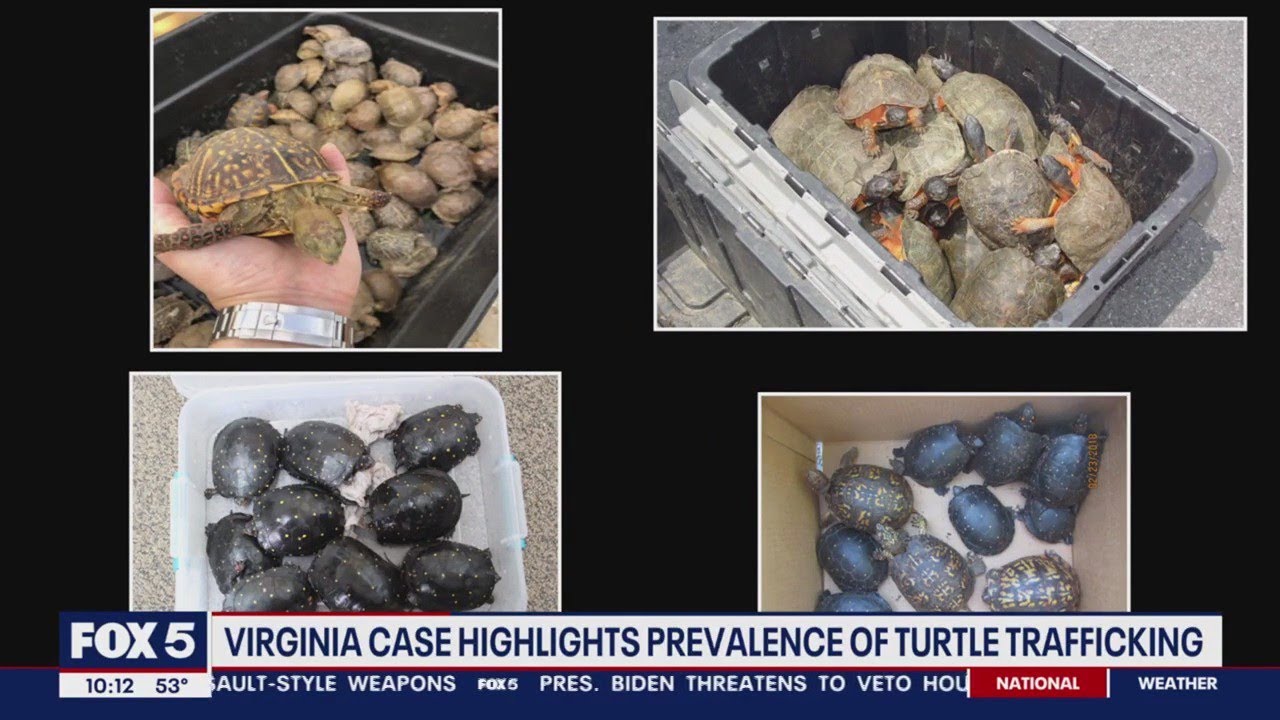 Virginia case highlights prevalence of turtle trafficking | FOX 5 DC ...