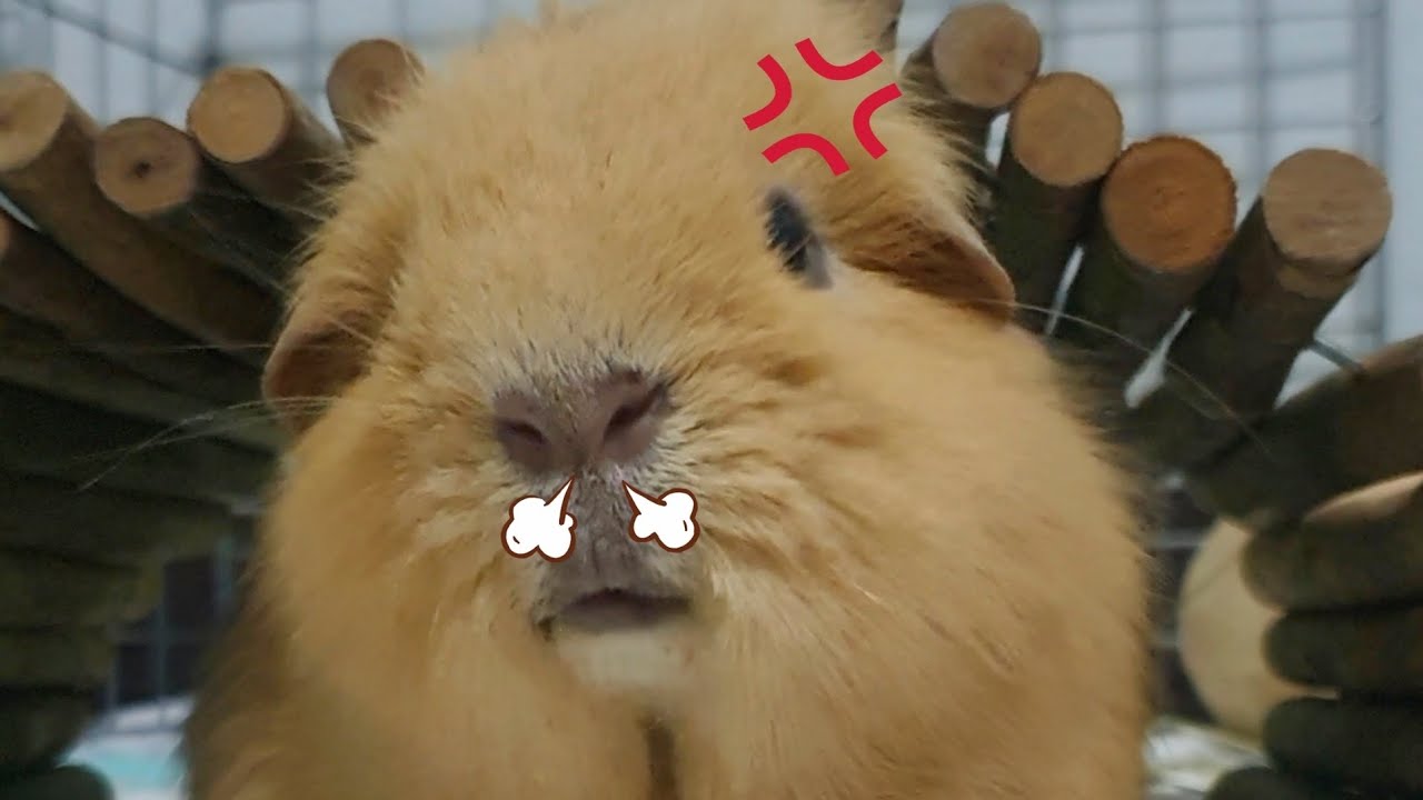 Guinea pig chattering the teeth - hughug a guinea pig - YouTube