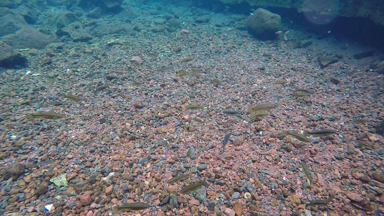 En el Rio de Tarejero - YouTube