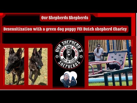 Desensitization with a green dog pup ,FCI Dutch Shepherd Charley - YouTube