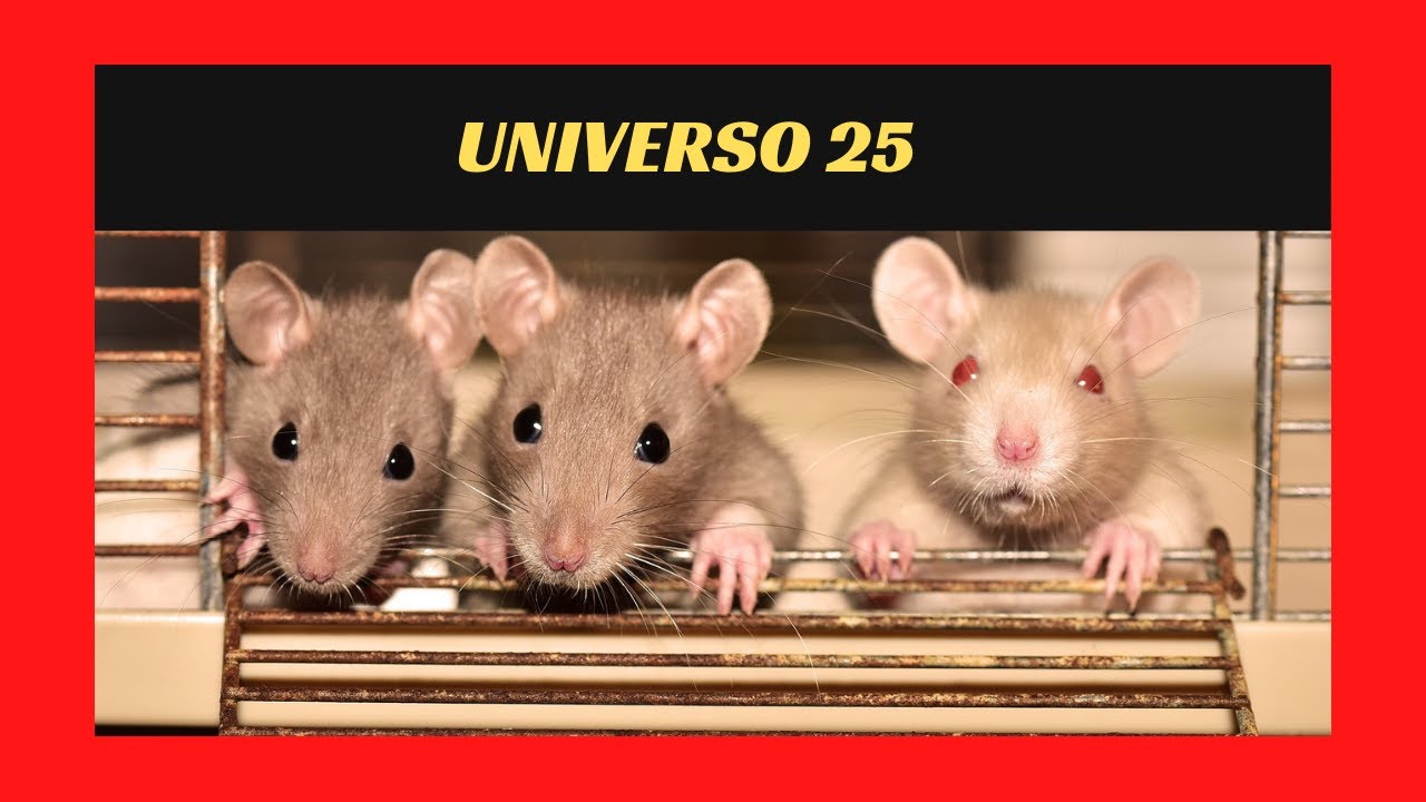 universo 25: El ¿Paraiso? de los ratones. - YouTube