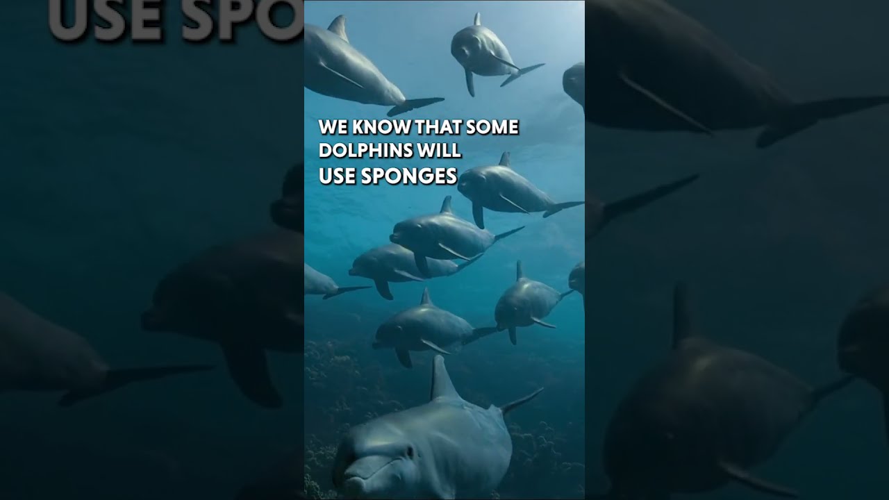 🐬🐬Dolphins make and use tools??🛠️🧽 #shorts #dolphin #dolphinnose # ...