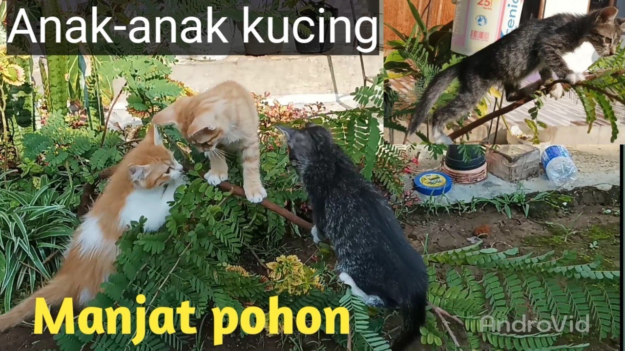 ANAK KUCING SUKA MANJAT, CATS, CAT ANIMALS - YouTube