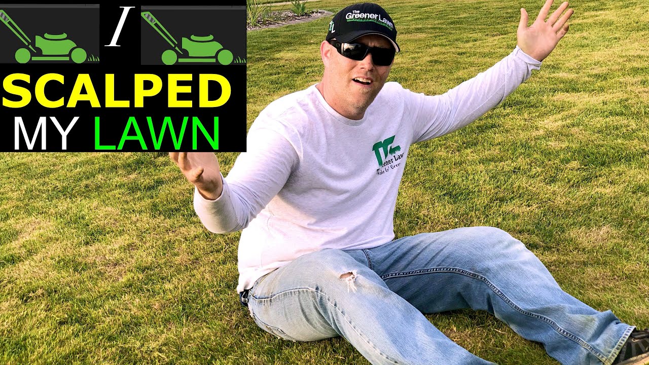 I Scalped My Lawn | Will Scalped Grass Grow Back | Is It Good To Scalp ...
