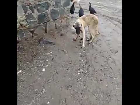 Kürtçe şarkı çalınca köpek kendine hakim olamıyor
