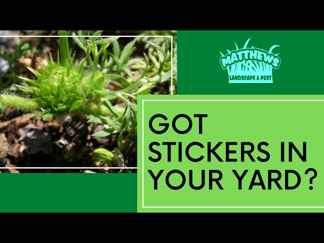 Yard Stickers Weeds I Have Stickers!! | Lawn Care Forum
