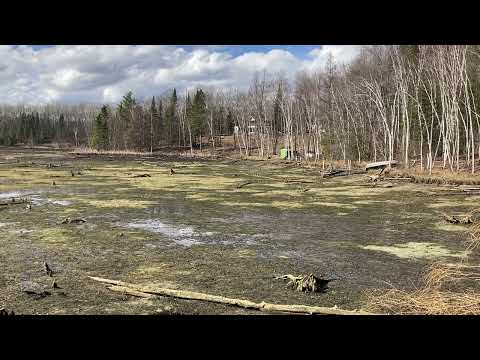 'The lake is gone:' Small dam fails in Alcona County