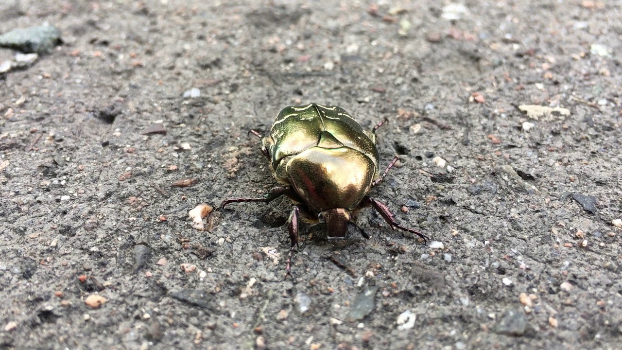 most expensive animal golden beetle - YouTube