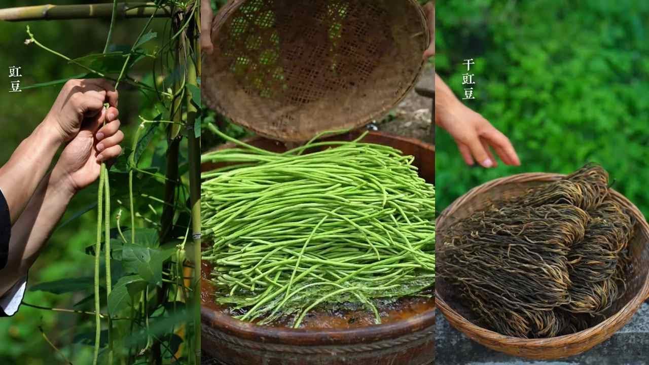 The cowpea that cannot be eaten up in the vegetable garden is dried in ...