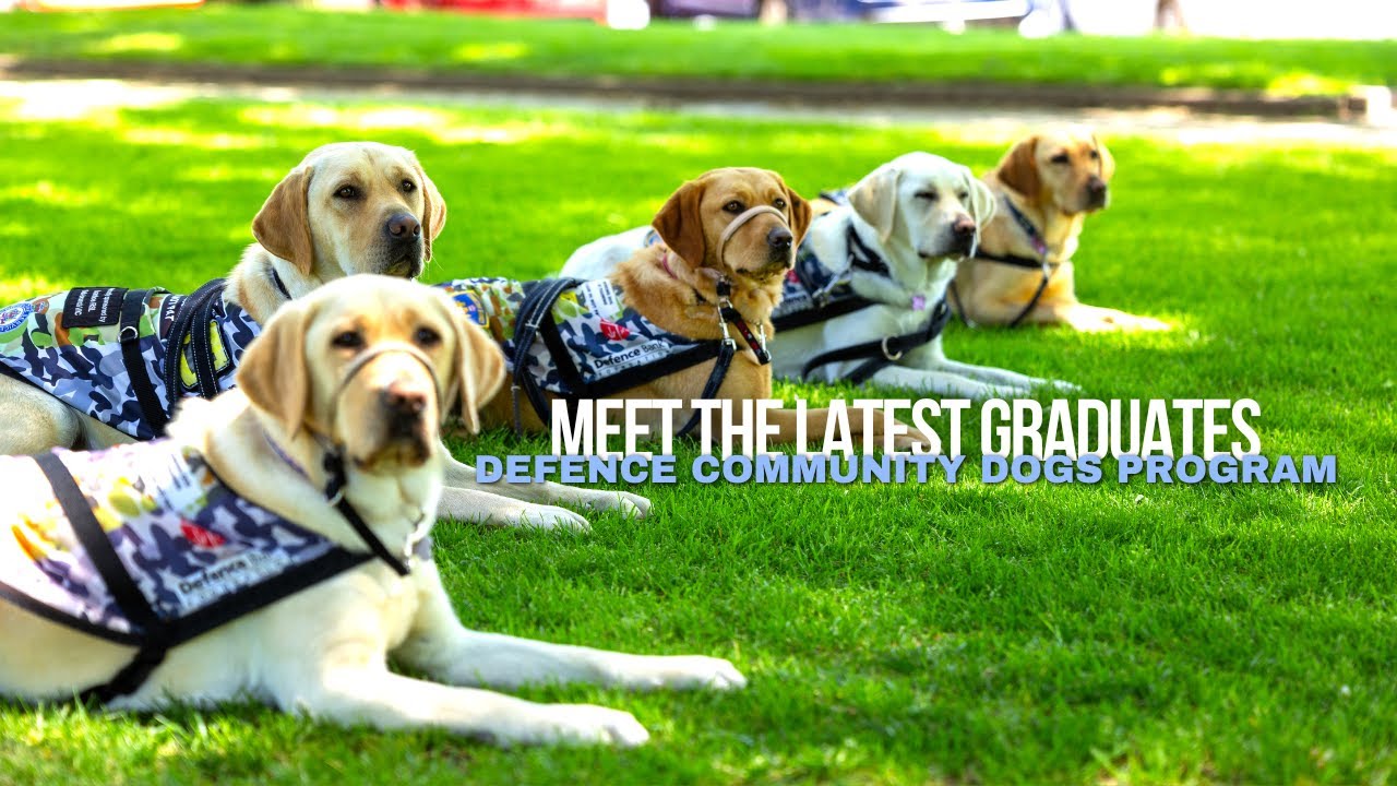 ADF | Meet the latest graduates of the Defence Community Dogs program ...