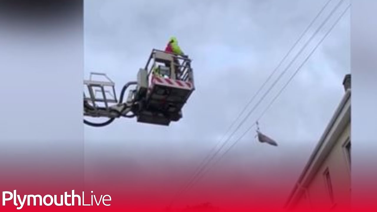 Incredible rescue of seagull suspended like a bat on powerlines - YouTube