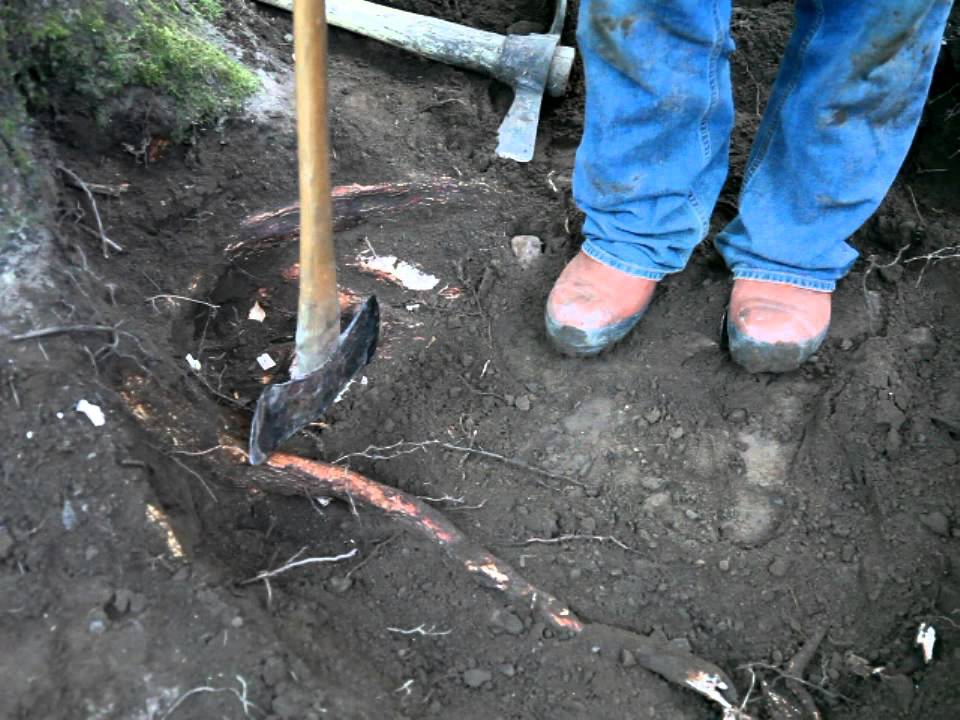 Stump Removal: Holistic Approach - YouTube