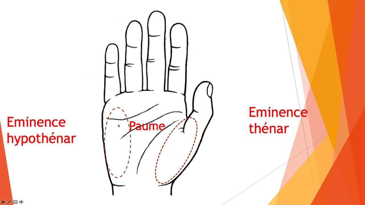 Anatomie de la main CAP Esthétique - YouTube