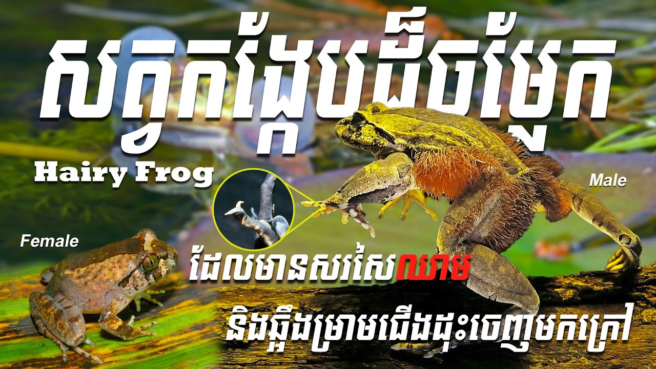 🐸 The Hairy Frog (Trichobatrachus): Nature’s Wolverine 🐸 ...