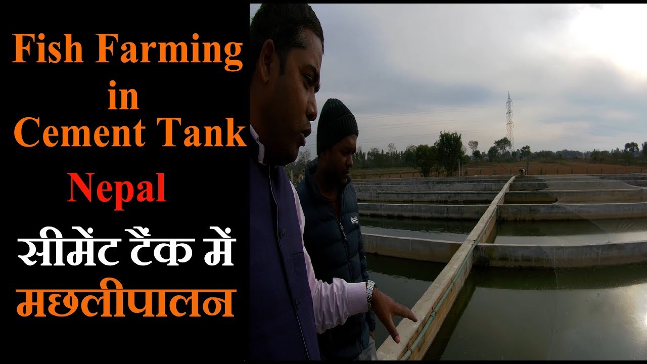 Nepal में सीमेंट के टैंक में कैसे होता है Fish Farming - Fish Farming ...