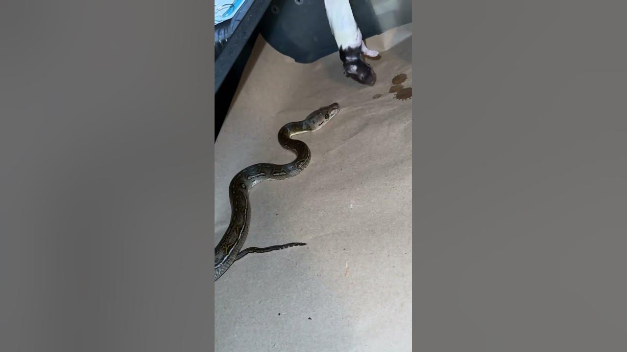 male anthrax 66% het ghost reticulated python eating frozen thawed Rat ...