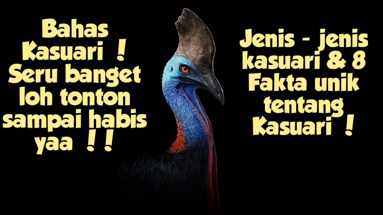 Bahas Kasuari , jenis - jenis kasuari, dan fakta unik tentang kasuari ...