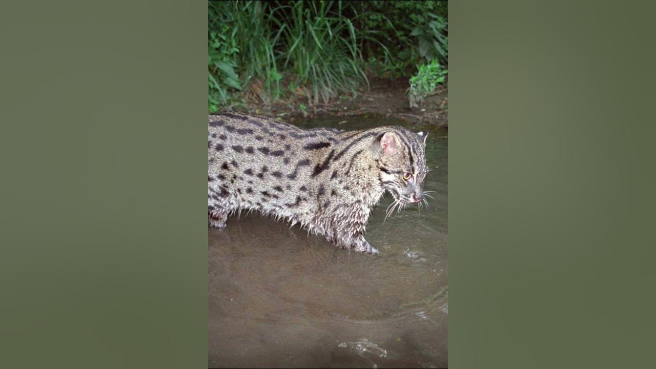 Fishing Cat Facts YouTube fishing-cat-facts-youtube