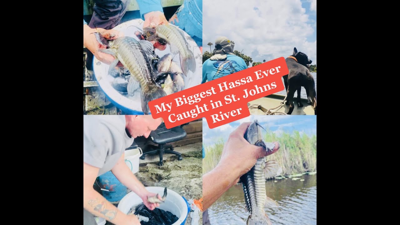 MONSTER HASSA IN SAINT JOHNS REVER PART2 #GUYANA HASSA /CATFISH/ - YouTube