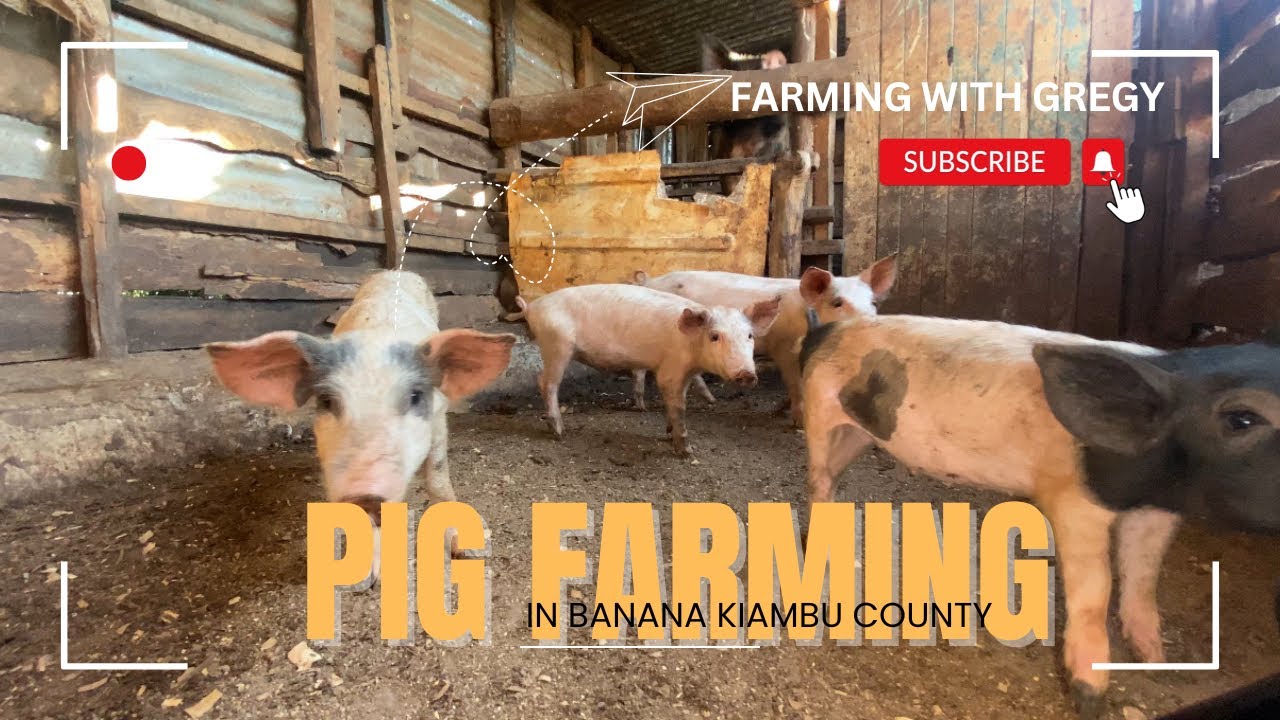 Complete Guide On Pig Farming In Kenya – MOFAF