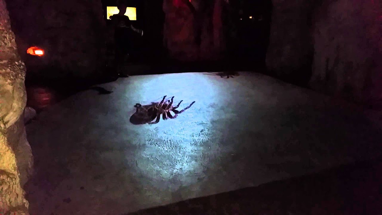 Dylan stomping spiders at LA Zoo - YouTube