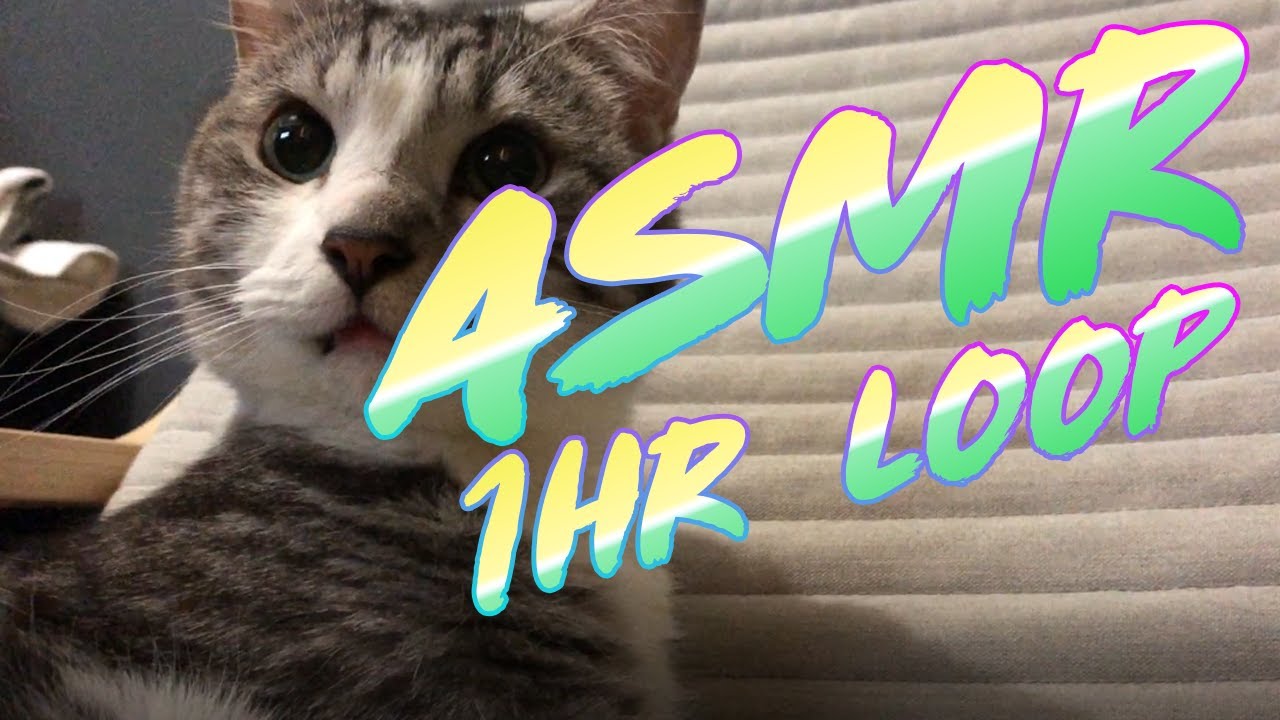 Cat Grooming ASMR with Bubbles 03 (1HR LOOP) - YouTube