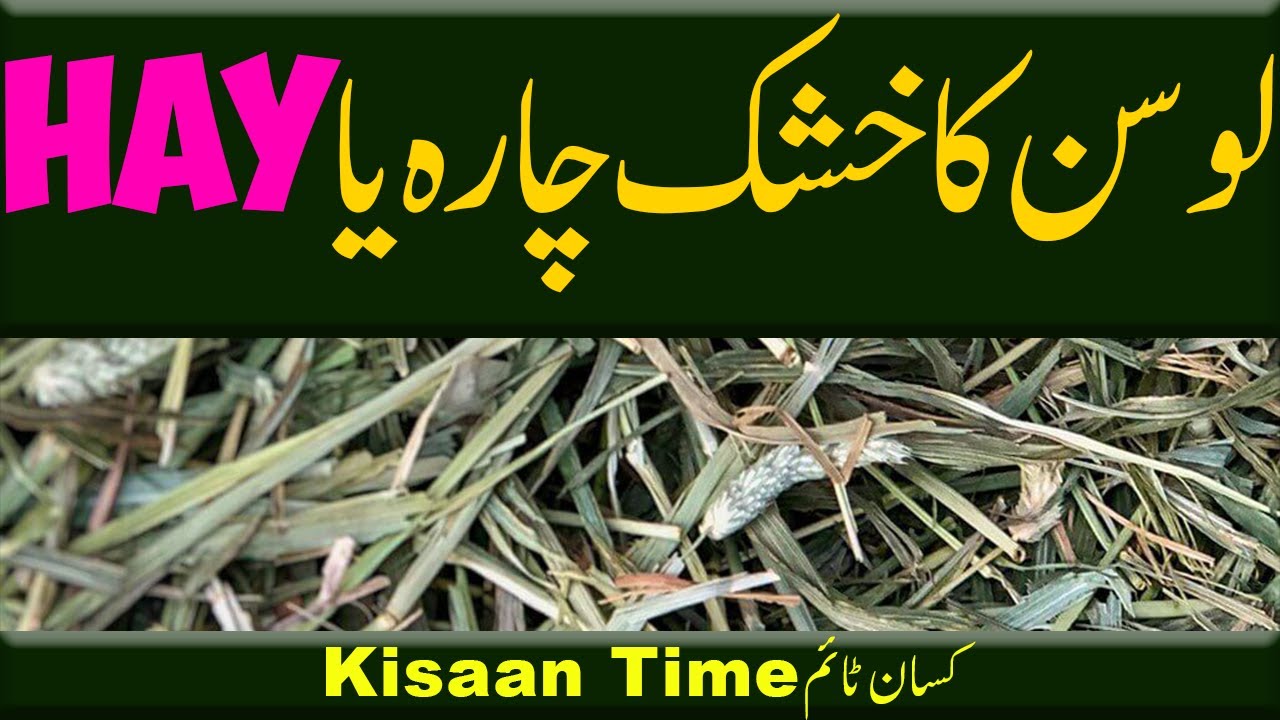 Losan ka khushk chara لوسن کا خشک چارہ یا hay - YouTube