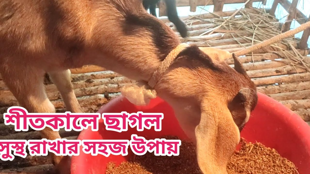 শীতকালে কিভাবে ছাগলকে সুস্থ রাখবেন | Zaman Agro - YouTube