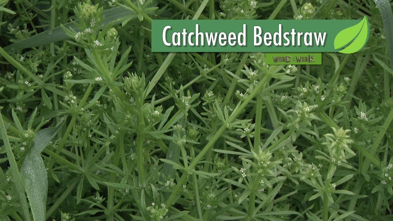 Weed of the Week #1036 Catchweed Bedstraw (Air Date 2-11-18) - YouTube