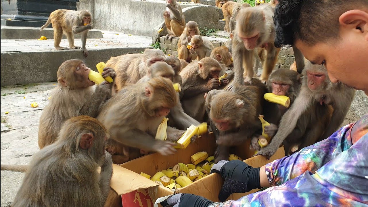 Feeding one one box mango and banana for hungry monkeys and buckets of ...