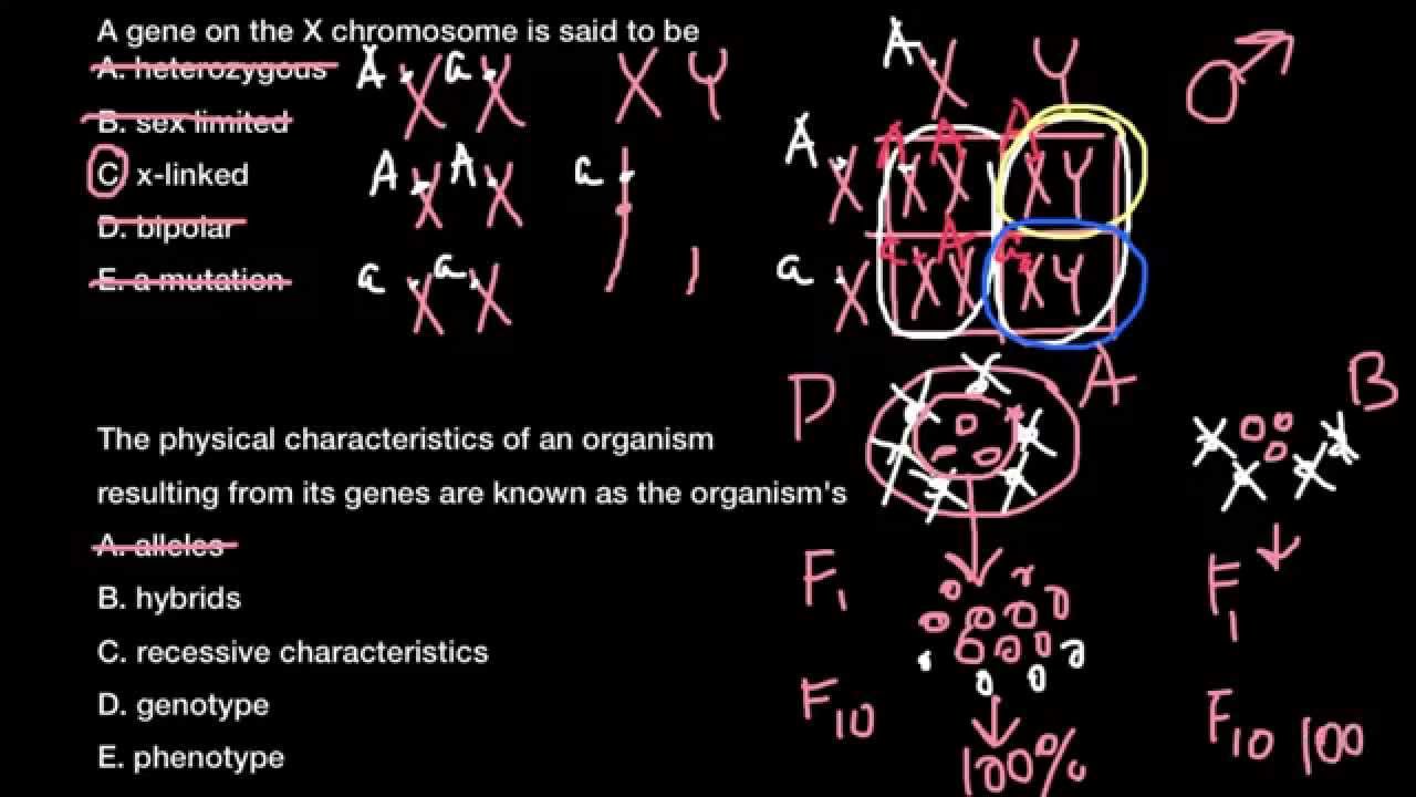 Alleles, hybrids, genotypes, homozygosity, heterozygosity explained ...